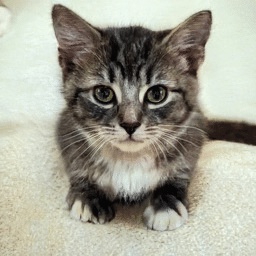 Prout | Thunderstore - The Lethal Company Mod Database