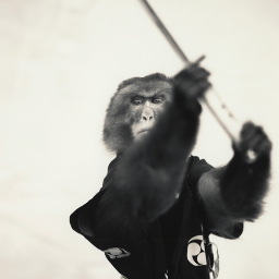 Chimpin Modpack | Thunderstore - The ROUNDS Mod Database