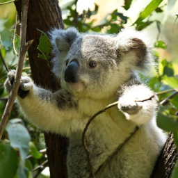 Eucalyptus-Koalas_Weapons_and_Valuables Dependencies | Thunderstore