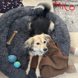 Milo Pack | Thunderstore - The Lethal Company Mod Database