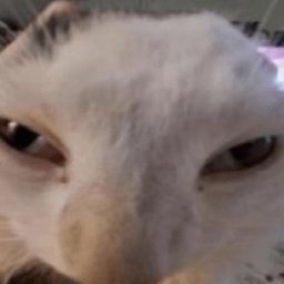 Goofiest Goobers Modpack | Thunderstore - The Lethal Company Mod Database