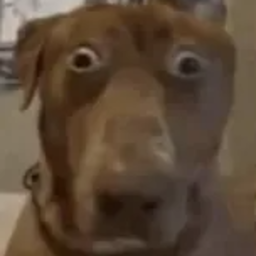 GoofySillyModpackForModdingPacks | Thunderstore - The Risk of Rain 2 ...