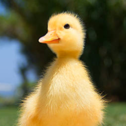 SecretQuack | Thunderstore - The R.E.P.O. Mod Database