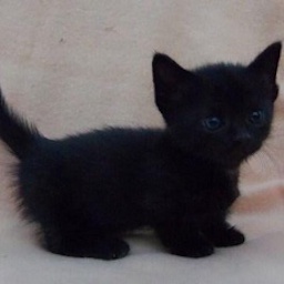 MusicMixx Boombox | Thunderstore - The Lethal Company Mod Database